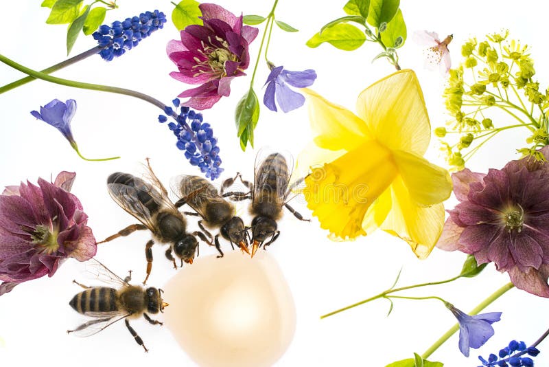 Spring flowers and bees stock image. Image of garden - 118355817