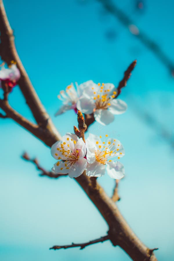 Spring Flowers. Beginning of Life. Cherry Blossom. Stock Photo - Image ...