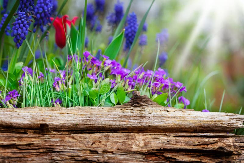 Spring Flowers Behind Wooden Board Stock Image - Image of rays, blur ...