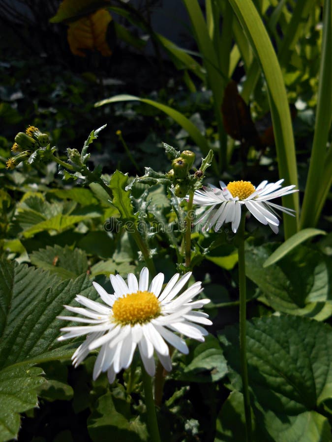 Spring flowers stock photo. Image of fresh, perennis - 90462050