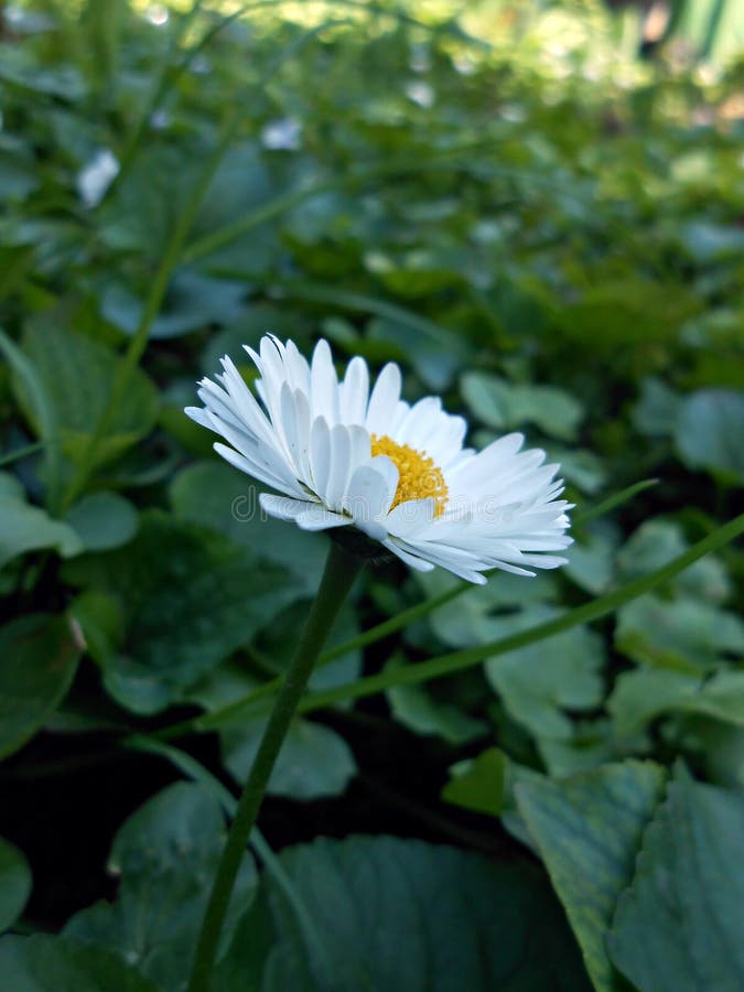 Spring flowers stock photo. Image of nice, colour, garden - 90462158
