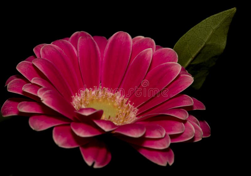 Spring Flowers in Black Background Stock Photo - Image of bloom, light ...