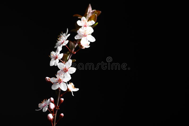 Spring flowers on black stock photo. Image of dark, nature - 39129542