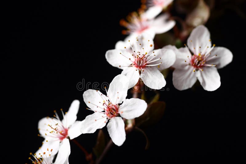 Spring flowers on black stock photo. Image of leaf, fresh - 39492988