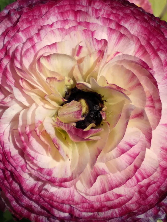 Spring flowers in bloom stock image. Image of petal - 222463233