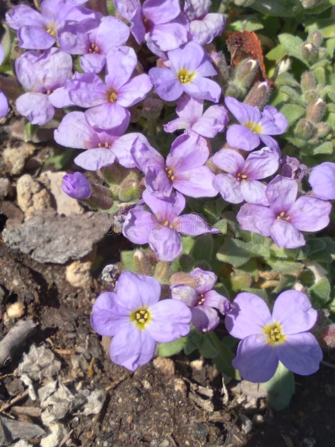 Spring flowers in bloom stock photo. Image of pink, lilac - 222463272
