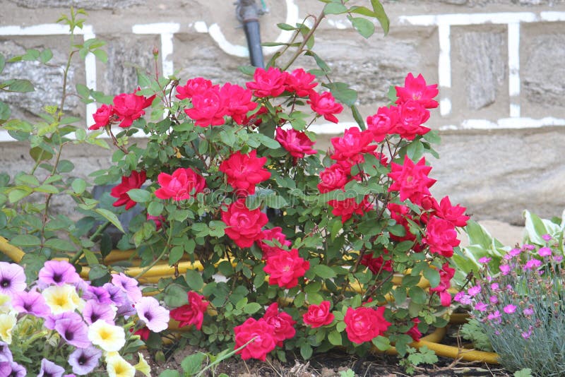 Spring flowers in bloom stock image. Image of season - 93424201