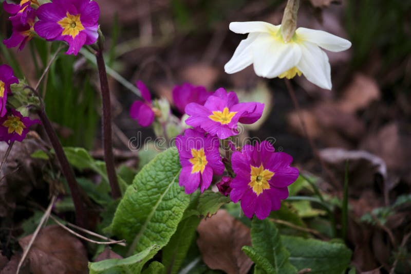 Spring flowers in bloom stock photo. Image of flowers - 311395792