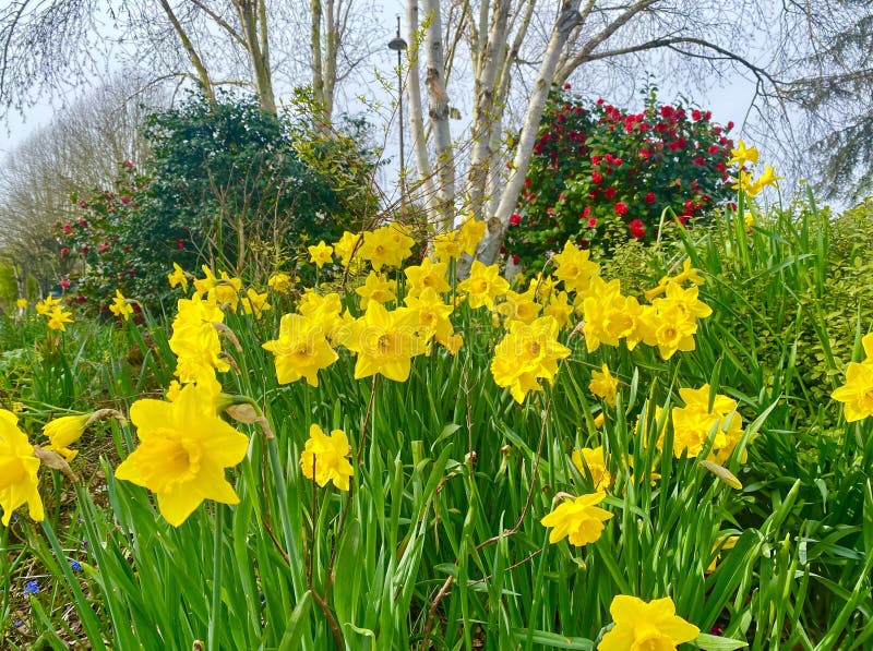 Spring Flowers in Bloom in March Stock Image - Image of leaf, flora ...