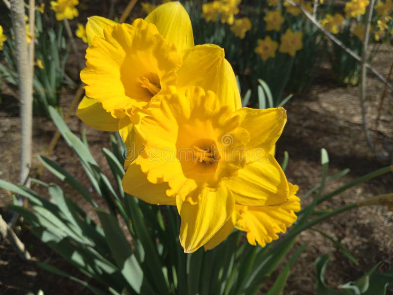 Spring flowers in bloom stock photo. Image of leaf, wildflower - 222463300