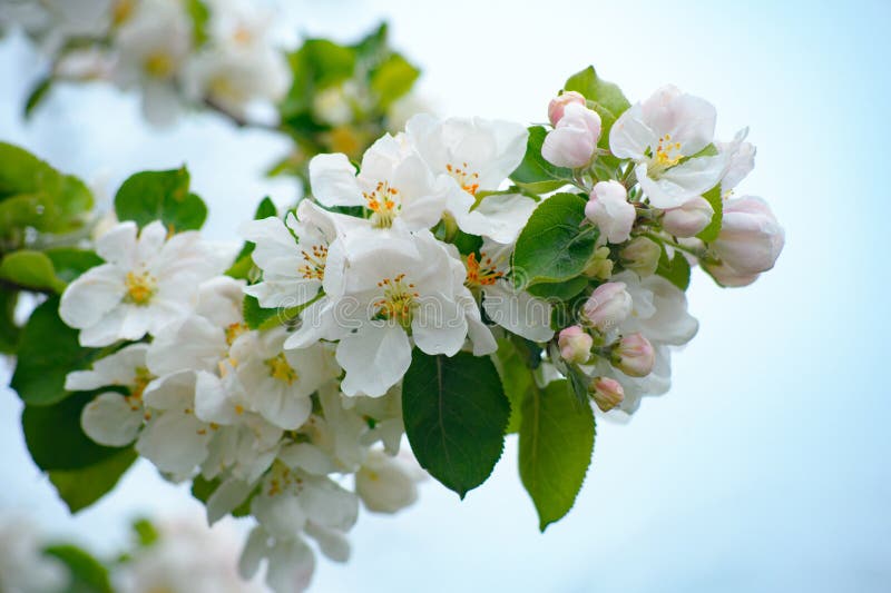 Spring Flowers of Blooming Spring Apple Tree Stock Image - Image of ...