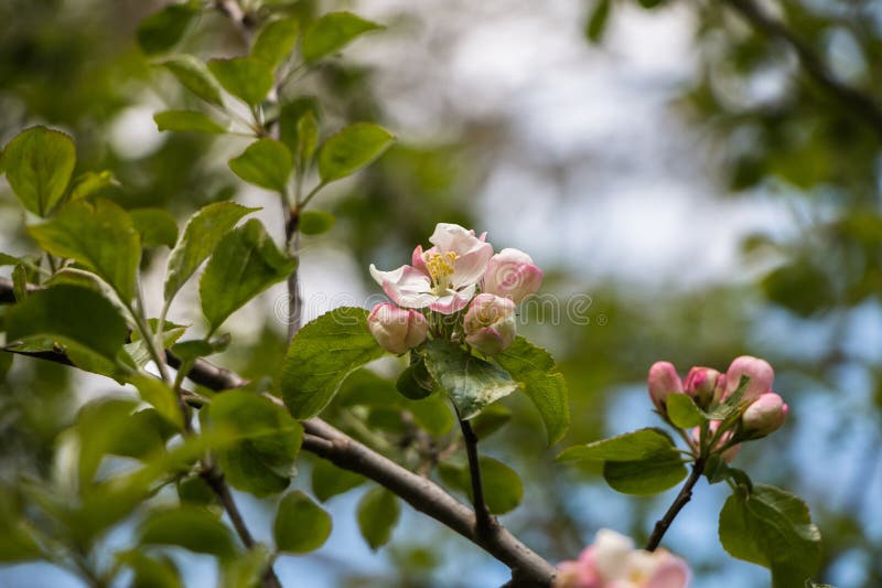 Spring Flowers. Blooming Apple Tree in Spring Stock Photo - Image of ...