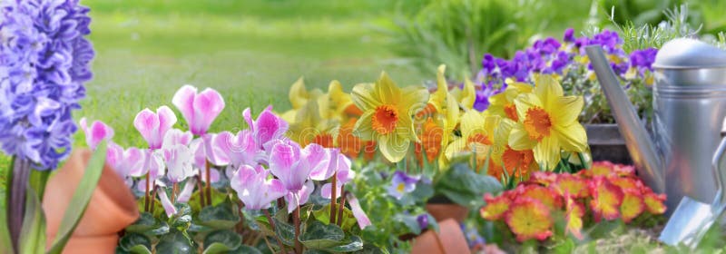 Spring Flowers Blooming in a Garden Stock Photo - Image of garden ...