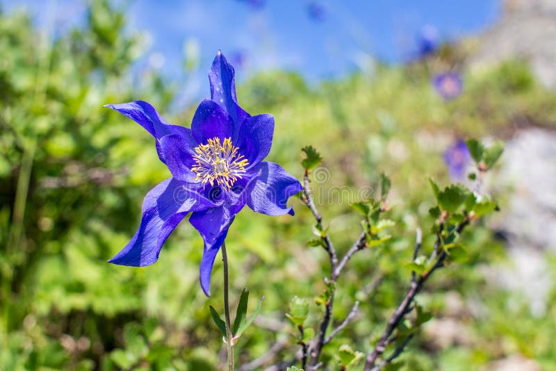 Spring Flowers Blooming in Mountains at Sunny Day Stock Image - Image ...