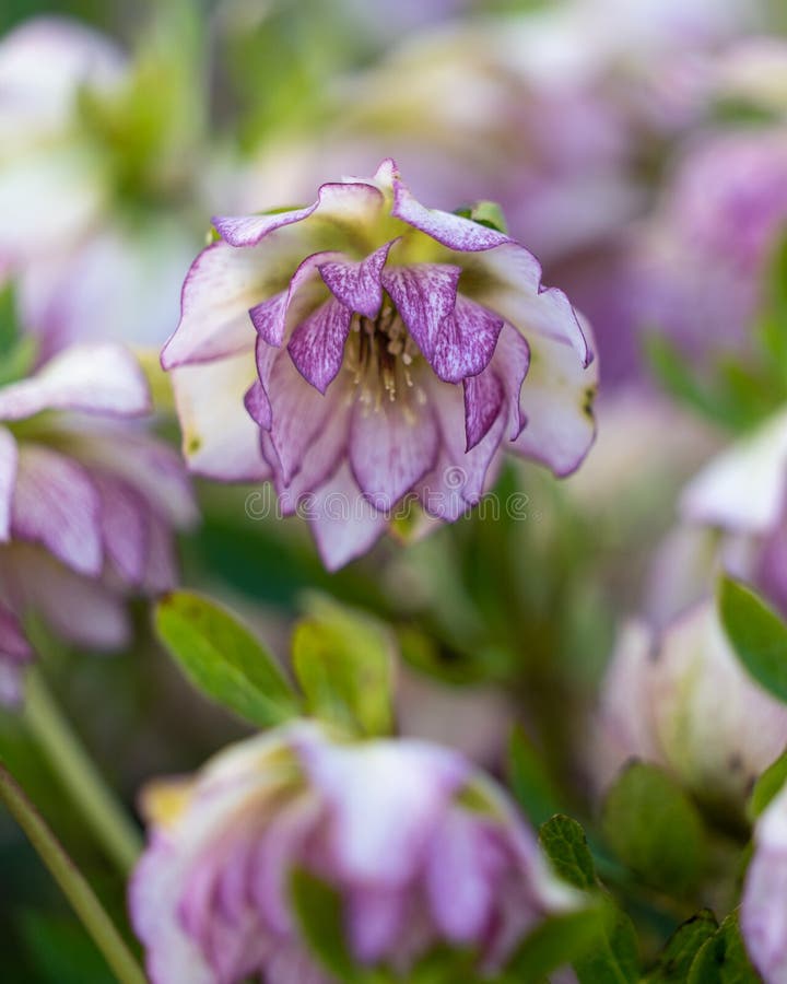 Spring Flowers Blooming stock photo. Image of weather - 214418780