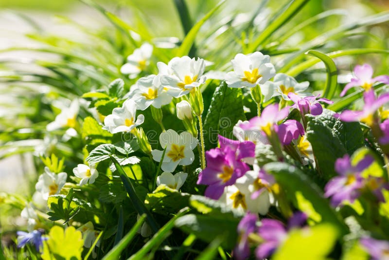 Spring Flowers. Blooming Primrose or Primula Flowers Stock Photo ...