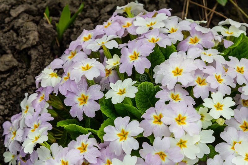 Spring Flowers. Blooming Primrose or Primula Flowers in a Garden Stock ...