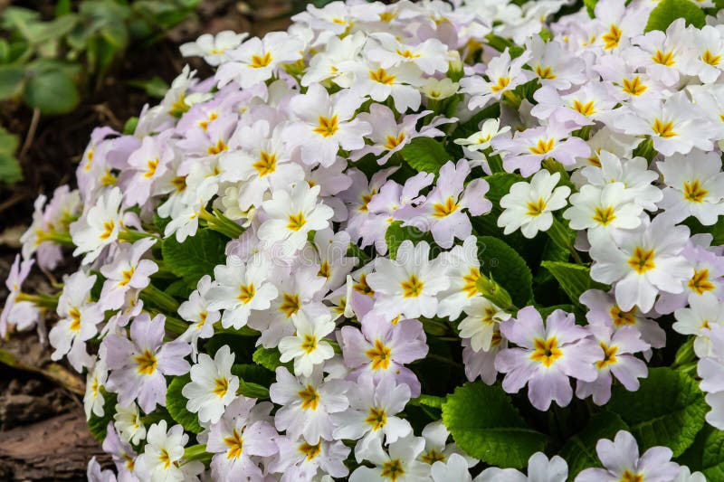 Spring Flowers. Blooming Primrose or Primula Flowers in a Garden Stock ...