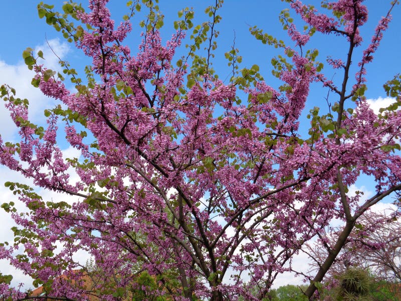 Spring flowers blooming stock image. Image of berries - 67473877