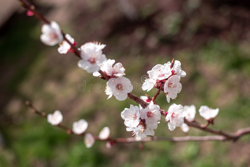Spring Flowers Blossom stock image. Image of cherry - 178193627