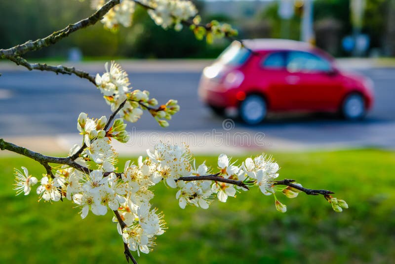 Spring Flowers Blossom in Austin Stock Image - Image of spring, blossom ...