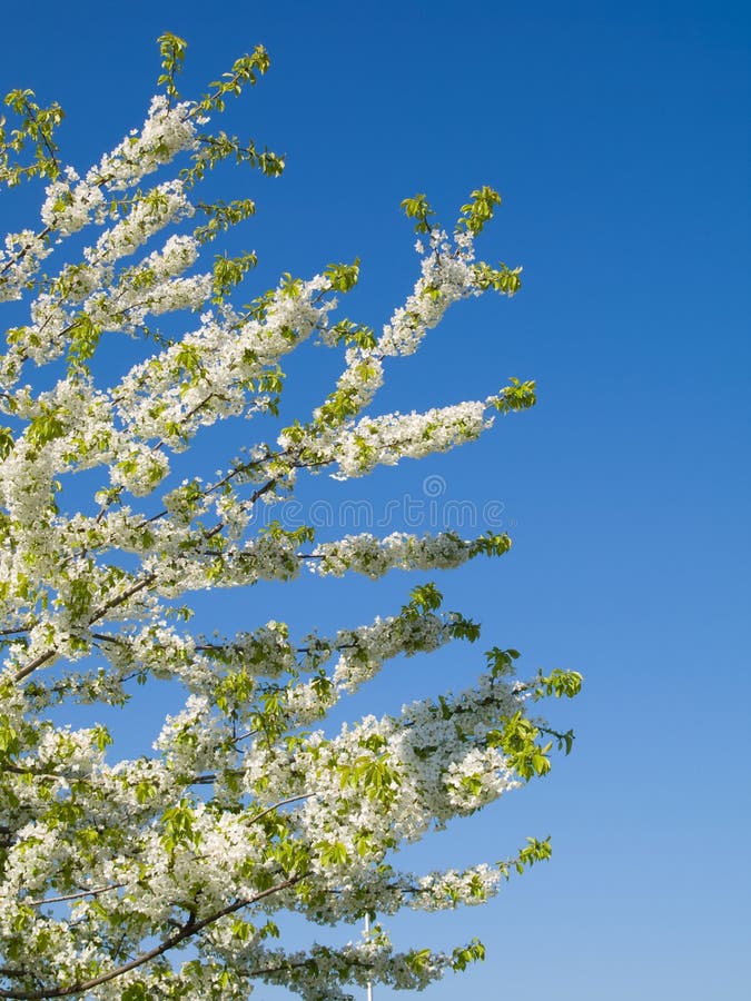 Spring Flowers Blossom Branch Stock Image - Image of culture, growth ...