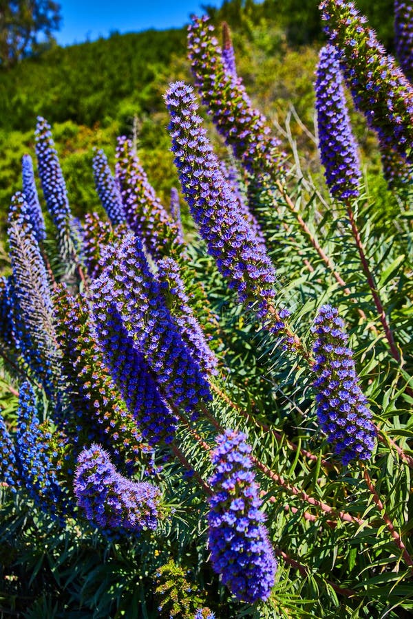 Spring Flowers Blossoming with Blue and Purple Stock Photo - Image of ...