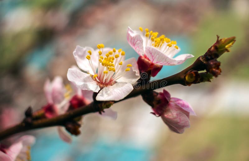Spring Flowers. Blossoming Trees in the Spring Blurred Background Stock ...