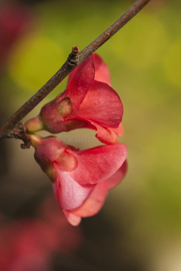 Spring flowers blossoms stock photo. Image of blossom - 13628568