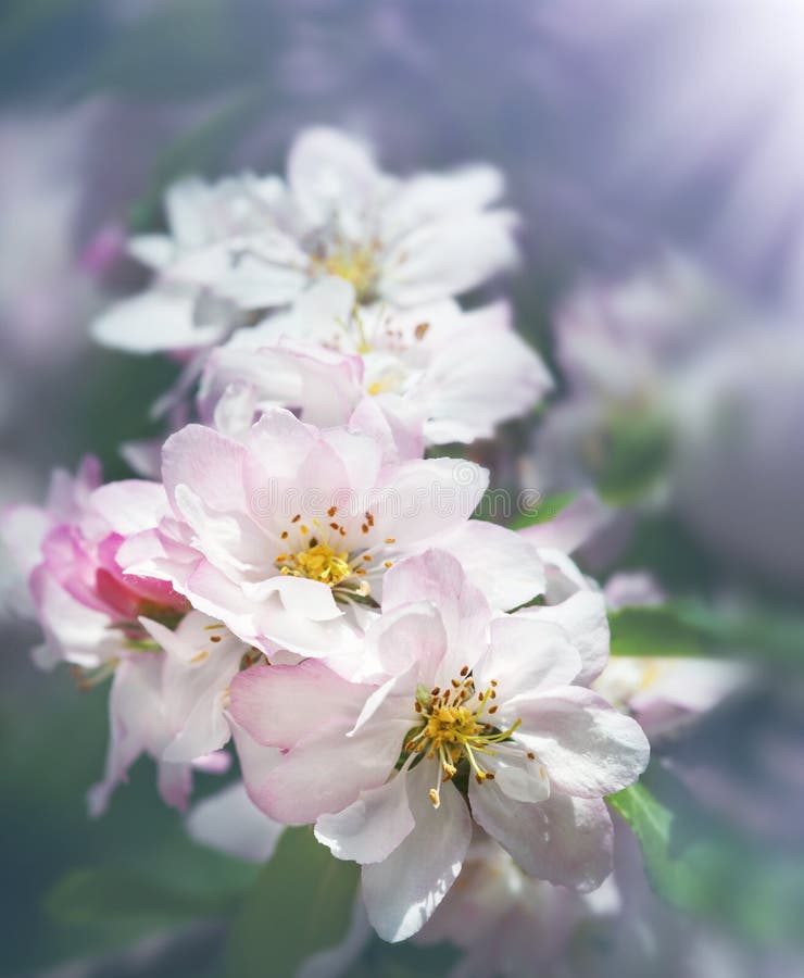 Spring flowers blossoms stock photo. Image of branch - 53883342