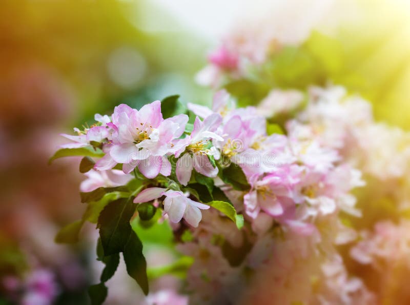 Spring flowers blossoms stock photo. Image of blooming - 53883354