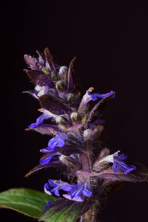 Blue bugle Ajuga reptans stock image. Image of flower - 91127323
