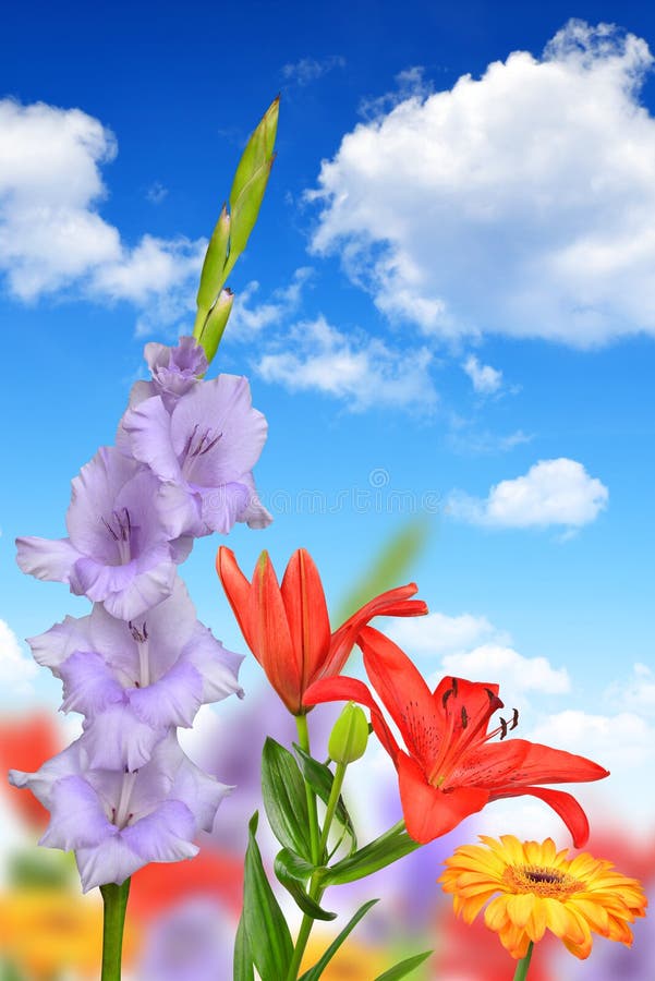 Spring flowers stock photo. Image of elegance, celebrate - 54026172