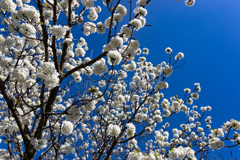 Spring Flowers on a Blue Sky Background Stock Photo - Image of cherry ...