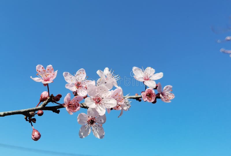 Spring Flowers in Blue Sky Background Almonds Almond Stock Image ...