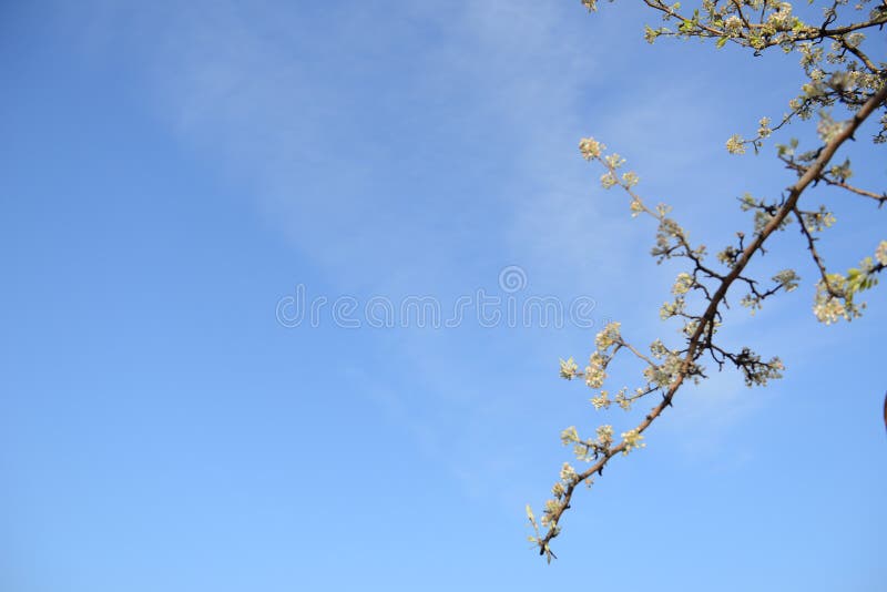 Spring flowers stock image. Image of spring, blue, flowers - 143824313