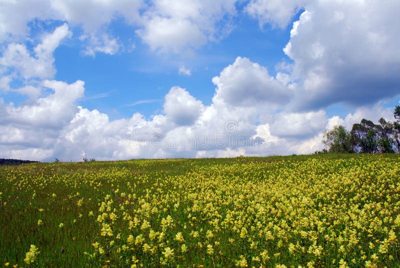 Spring Flowers and Blue Sky Stock Photo - Image of landscape, bright ...