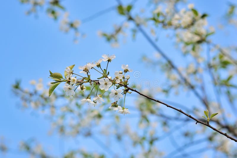 Spring Flowers with Blue Sunny Sky Stock Photo - Image of botany, march ...