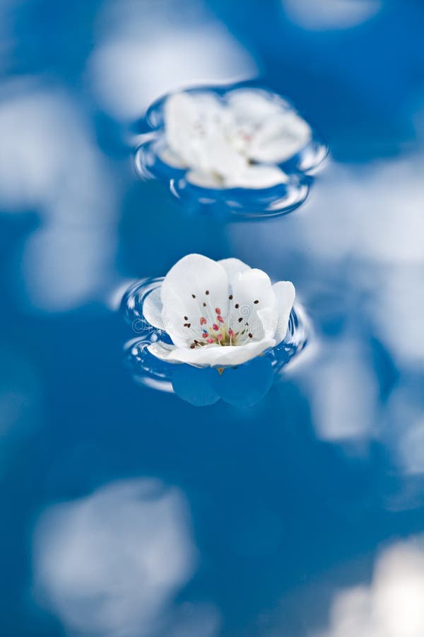 Spring flowers in water stock image. Image of floating - 19476233
