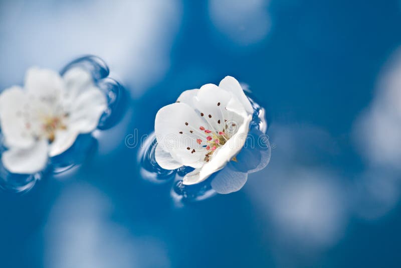 Spring flowers in water stock image. Image of floating - 19476233