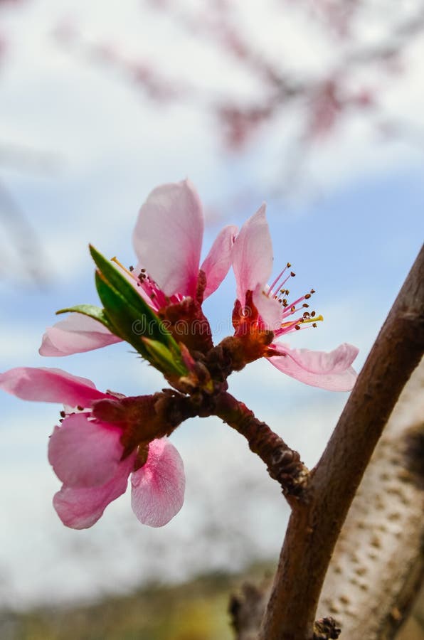 Spring peach blossom stock image. Image of blooming, background - 17963899