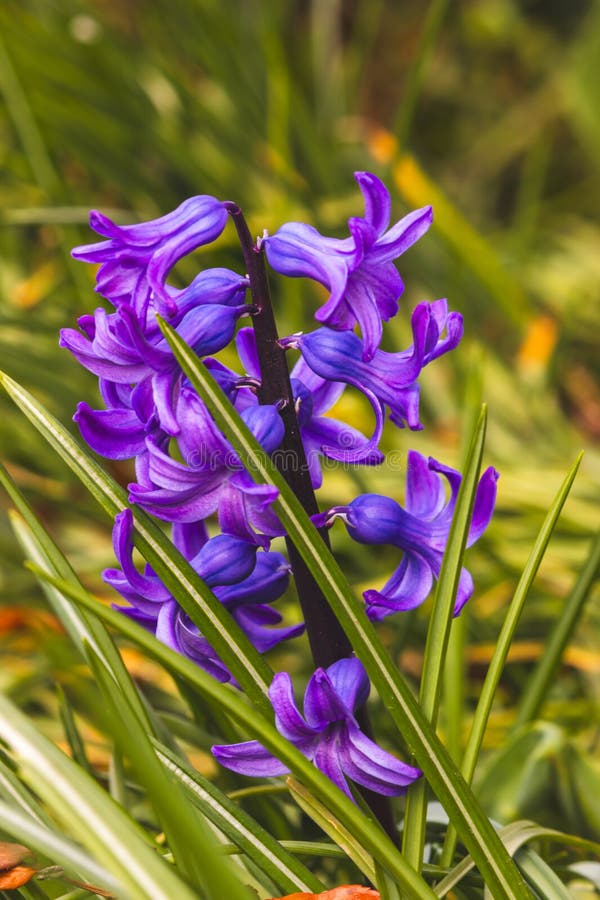 Spring Flowers on a Blurred Background on a Sunny Day in April Stock ...