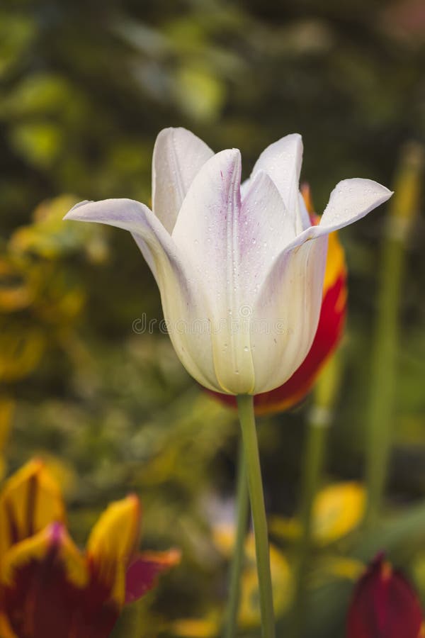 Spring Flowers on a Blurred Background on a Sunny May Day. Close-up of ...