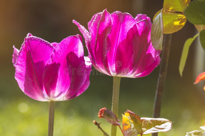 Spring Flowers on a Blurred Background on a Sunny May Day. Close-up of ...