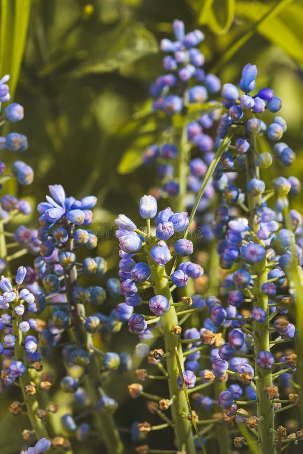 Spring Flowers on a Blurred Background on a Sunny May Day. Close-up of ...