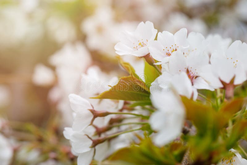 Spring Flowers with Bokeh Light Background Stock Photo - Image of ...