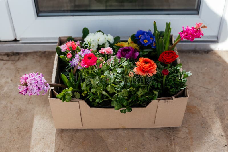 The Spring Flowers in a Box in Front of the Door Stock Image - Image of ...