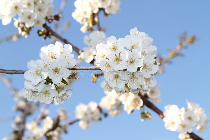 Spring flowers on branch stock image. Image of pretty - 41159689