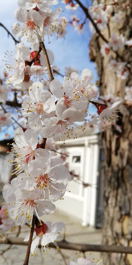 Beautiful Spring Branch of Cherry Flowers Stock Image - Image of ...