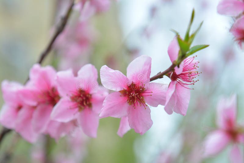 Spring Flowers on Branch, Peach Blossom Stock Image - Image of season ...